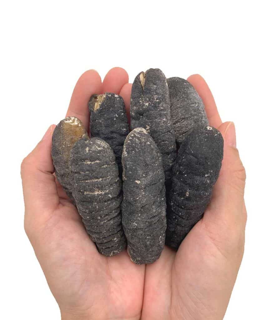 JIA FENG Premium Sand Fish - Bountiful Harvest