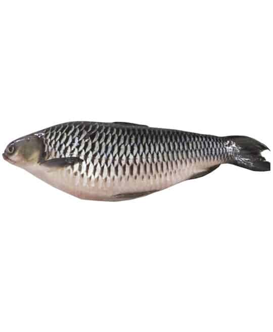 Sarawak River Fish - Bountiful Harvest