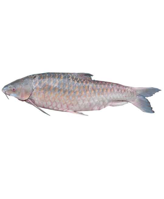 Sarawak River Fish - Bountiful Harvest